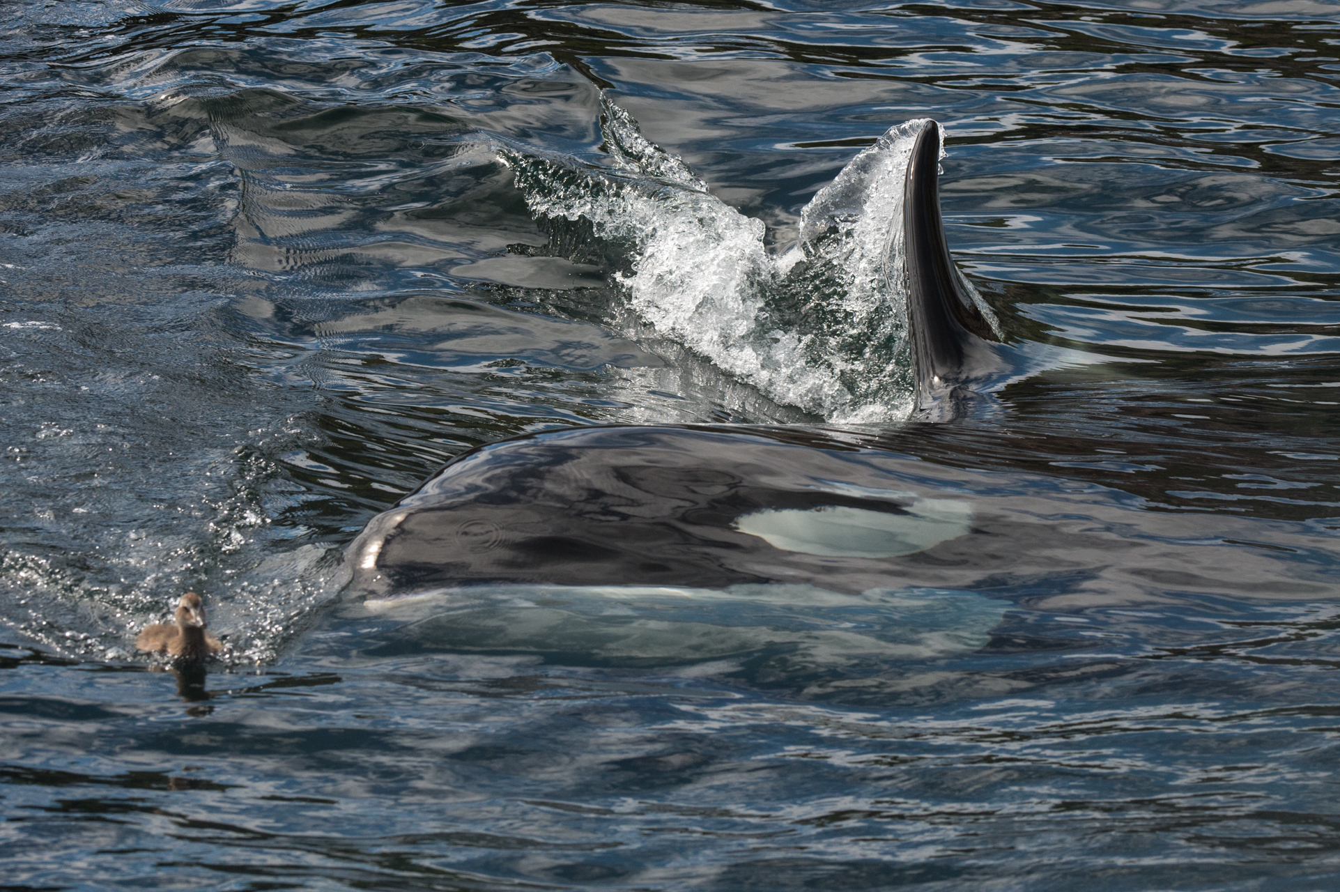 A photographer’s guide to Shetland nature | Shetland.org