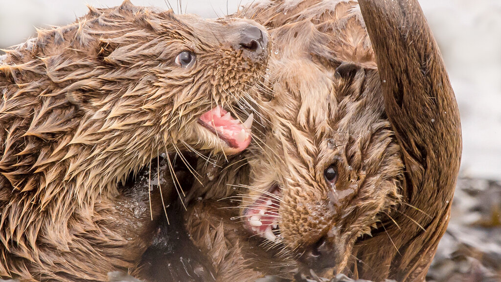 The fascinating world of the Shetland otter | Shetland.org