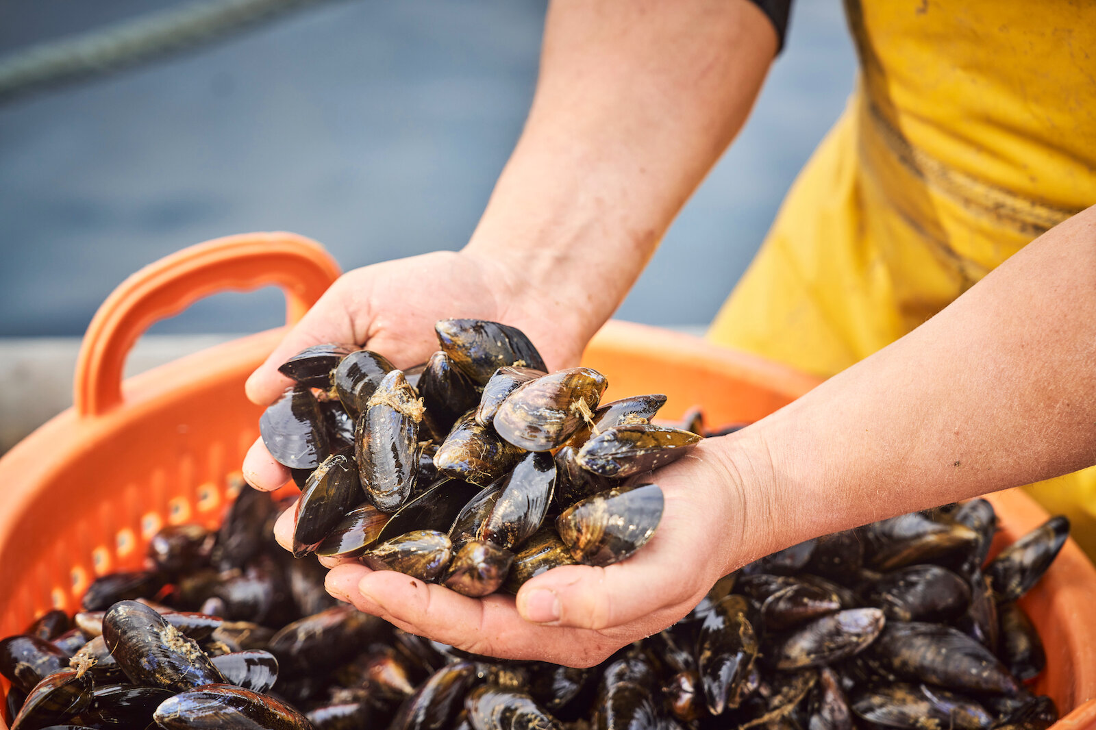 Shetland mussels – a shellfish success story | Shetland.org