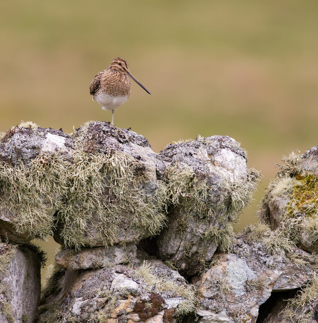 The sights and sounds of spring | Shetland.org