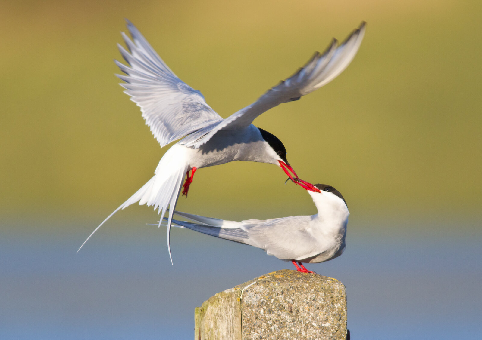 The sights and sounds of spring | Shetland.org