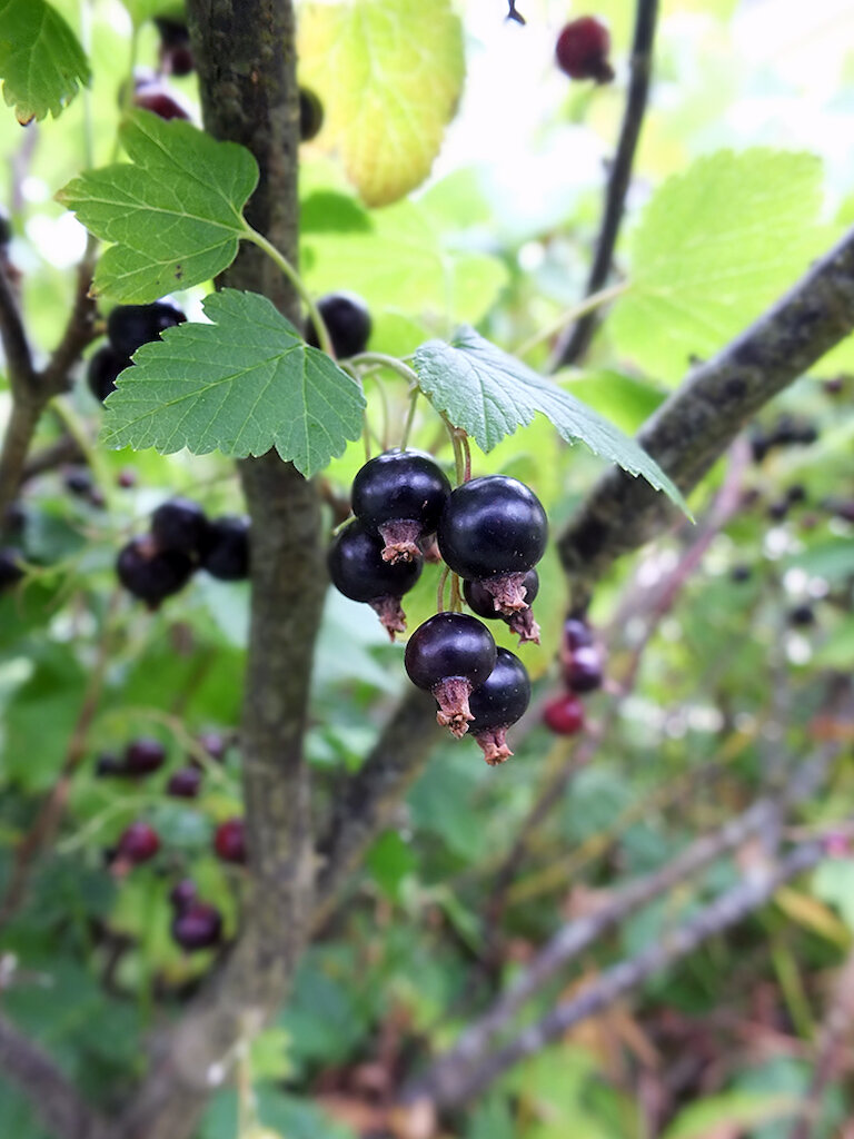 10 Blackcurrant Recipe Ideas | Shetland.org