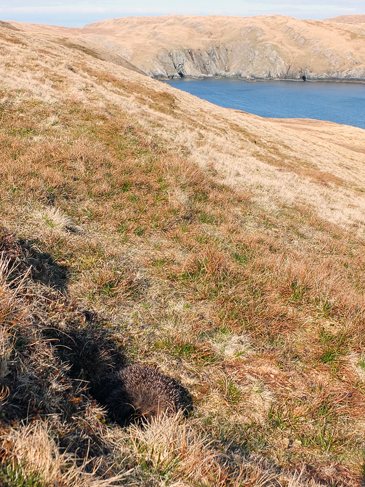 Uyea and Shetland's Oldest Rocks | Shetland.org
